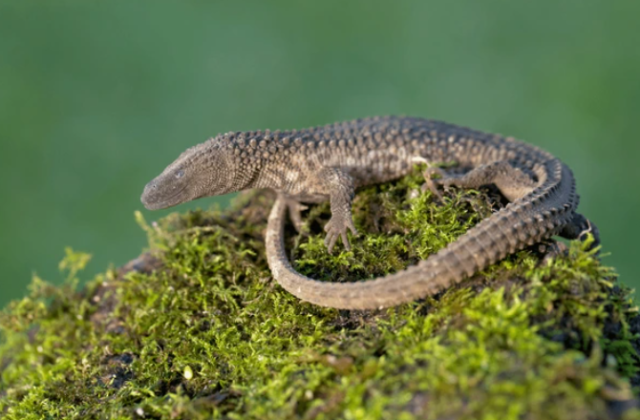 The Elusive Earless Monitor Lizard: A Rare Gem from Borneo - Reptile Craze