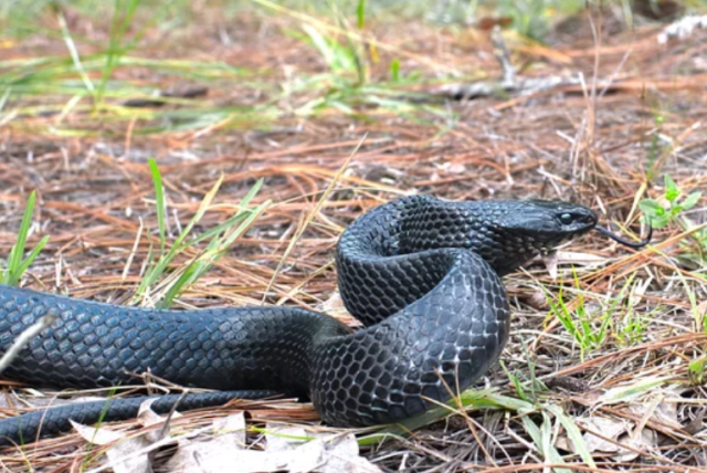The Eastern Indigo Snake: The Majestic, Non-Venomous Hunter of the ...