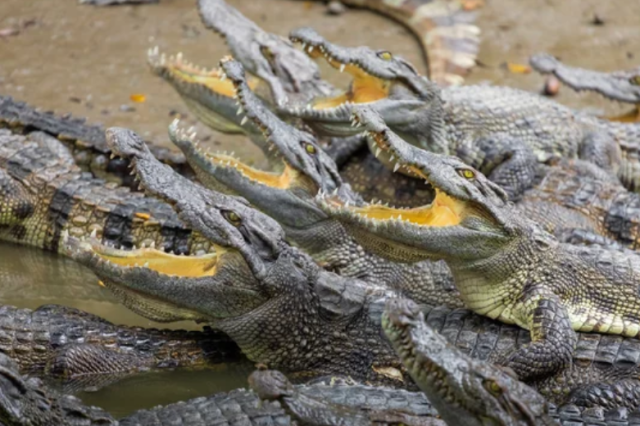Crocodiles: The Apex Predators of the Animal Kingdom - Reptile Craze