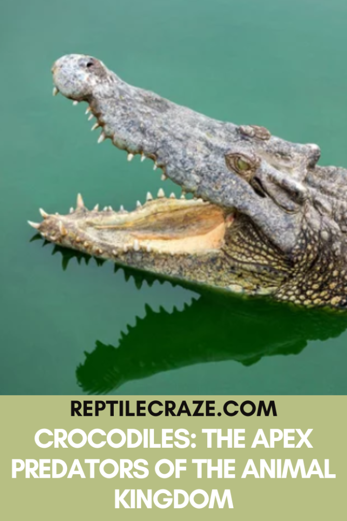 Crocodile Monitor (Varanus salvadorii): The Ultimate Apex Arboreal Predator - Reptile Craze