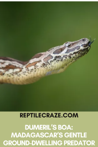Dwarf Boa: Nature’s Compact Wonder - Reptile Craze