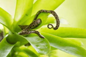 Dwarf Boa: Nature’s Compact Wonder - Reptile Craze