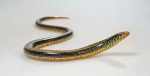 Eastern Glass Lizard: The Unique Legless Wonder of the Southeastern U.S ...